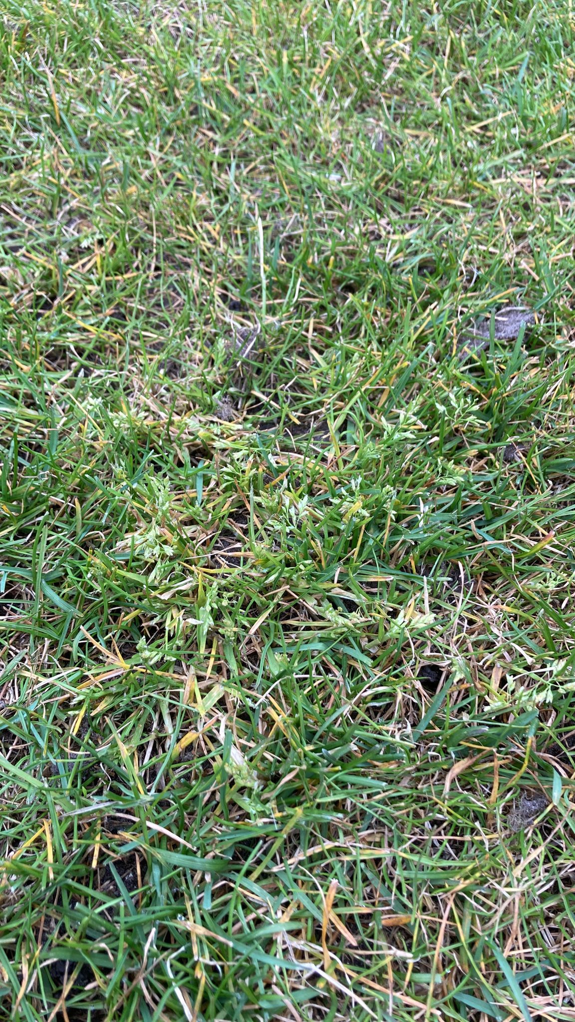 Straatgras (Poa Annua) wel of niet bestrijden | Hendriks Graszoden