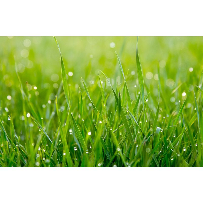 Graszaad (1 kg) | Online graszaad kopen | Hendriks Graszoden